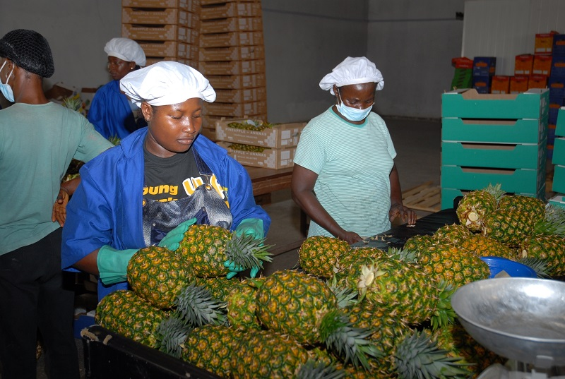 COVID-19 threatening Ghana’s pineapple exports to EU market - Home ...
